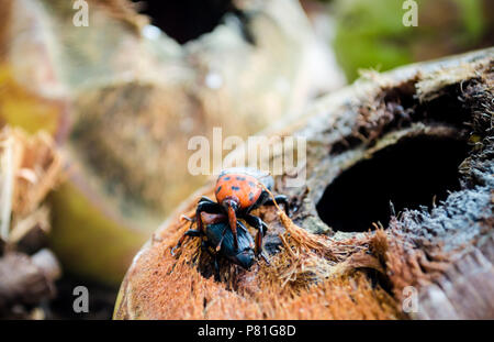 Red palm weevil orange is breeding on coconut Stock Photo - Alamy