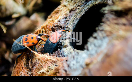 Red palm weevil orange is breeding on coconut Stock Photo - Alamy