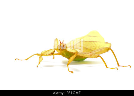 Phyllium philippinicum, aka Leaf Insect is an insect in the order of ...