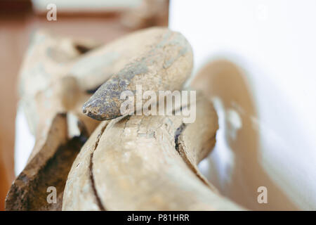 ancient mammoth Tusk. View from both sides Stock Photo - Alamy