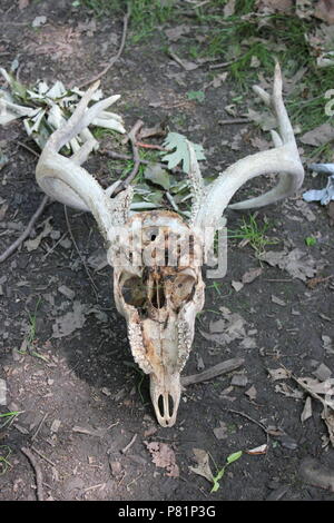 Dead white tailed deer stag carcass lying bleeding on the ground during ...