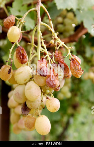 Bunch of Waltham grapes on vine showing bird damage Stock Photo - Alamy
