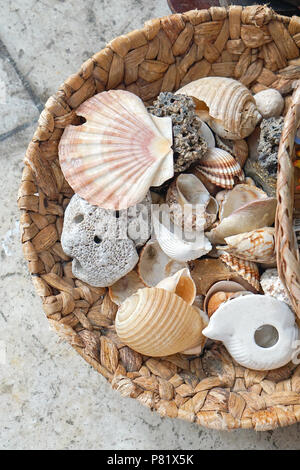 shells and sea snails in a basket to decorate Stock Photo - Alamy