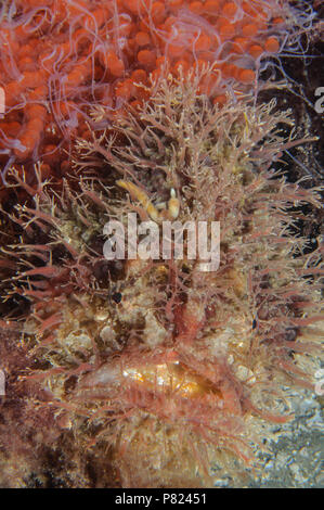 Tasselled Anglerfish with eggs Stock Photo - Alamy