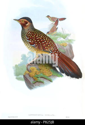 Spotted Laughing Thrush (Ianthocincla ocellata) adult, sitting on moss ...