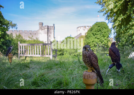 Bird of prey at Arundel Castle Stock Photo - Alamy