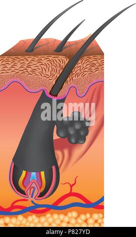Hair growth cycle phases vector cross section infographics. Anagen ...