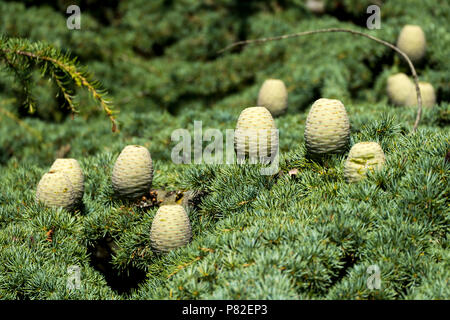 Cedar of Lebanon cones Stock Photo - Alamy