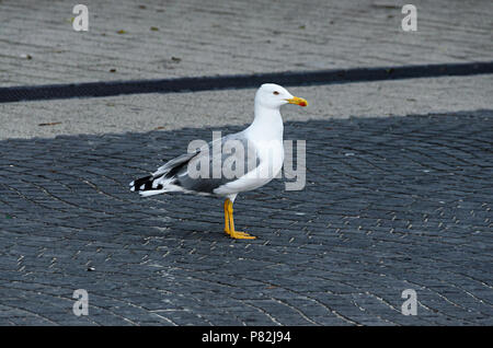Seagull portrait standing, orange beak, close up Stock Photo - Alamy
