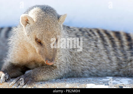 Zebramangoeste rustend in schaduw Namibie, Banded Mongoose resting in ...