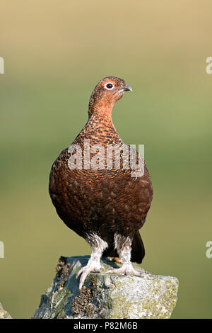 Red Grouse (Lagopus lagopus scotia Stock Photo - Alamy
