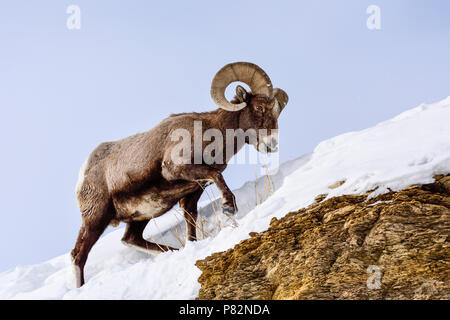 Bighorn Sheep, Ovis Canadensis, Lamar Valley, Yellowstone National Park ...