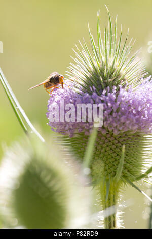 Stadsreus; Volucella zonaria Stock Photo - Alamy