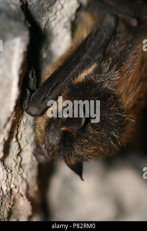 Noordse vleermuis; Northern bat Stock Photo - Alamy