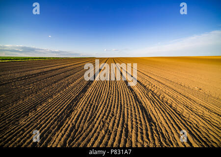 Arable land being used to grow wheat crops in Billericay Essex UK Stock ...