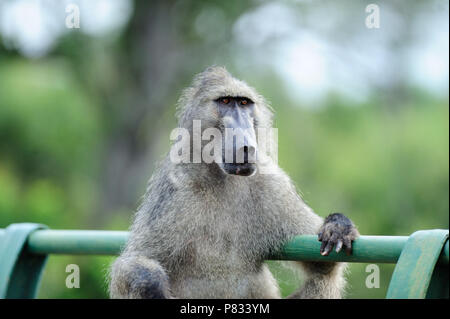 Alfa male baboon looks funny almost like a human Kruger Stock Photo - Alamy