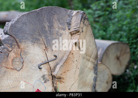 Staples used for wood logs. Accessories for securing wood in the forest ...