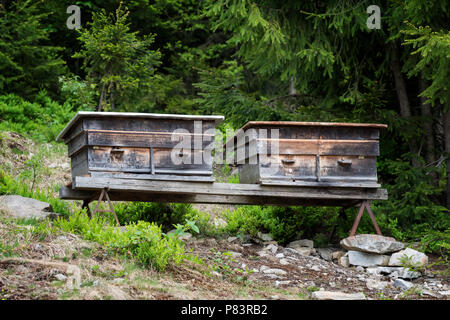 two bee hives in forest Stock Photo - Alamy
