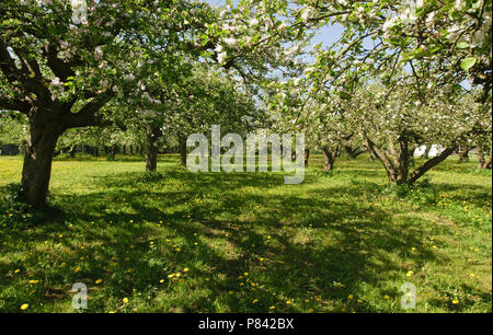 Hoogstam appel boomgaard Nederland, Apple orchard Netherlands Stock ...