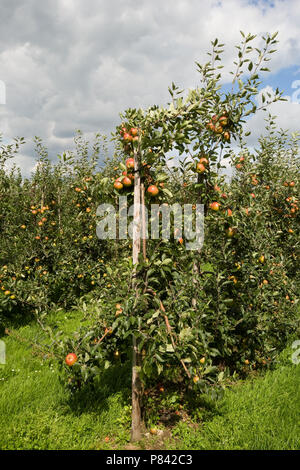 Appelboomgaard laagstam, Apple orchard Stock Photo - Alamy