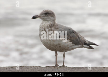 Gabbiano reale; Yellow-legged Gull; Larus michahellis atlantis Stock ...