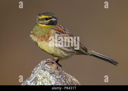 Zigolo nero; Cirl Bunting; Emberiza cirlus Stock Photo - Alamy