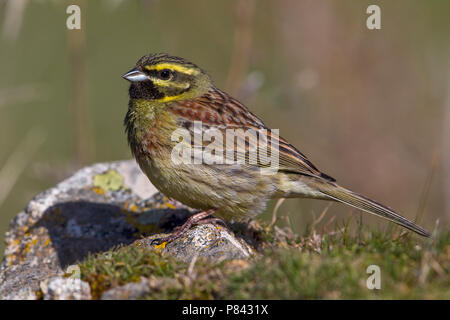 Zigolo nero; Cirl Bunting; Emberiza cirlus Stock Photo - Alamy