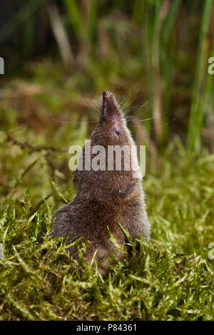 Bosspitsmuis, Common Shrew Stock Photo - Alamy