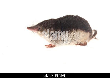 Bosspitsmuis, Common Shrew (Sorex araneus Stock Photo - Alamy