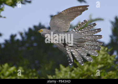Common Cuckoo flying; Koekoek vliegend Stock Photo - Alamy
