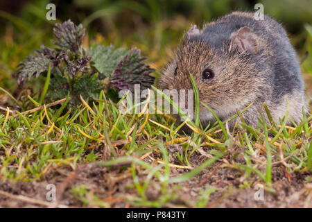 Veldmuis etend, Common Vole eating Stock Photo - Alamy