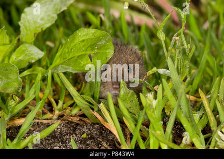 Veldmuis in de vegetatie, Common Vole in the vegetation Stock Photo - Alamy