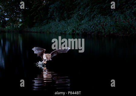 Watervleermuis vliegend, Daubenton's bat flying Stock Photo - Alamy