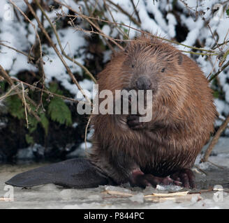 Wilde bever in Gronings natuurgebied; Wild Beaver in Dutch Nature ...