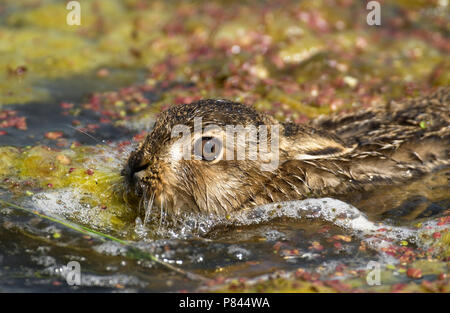 Europese Haas in de sloot; European Hare swimming Stock Photo - Alamy