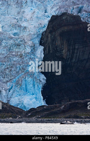 Gold Harbour South Georgia; Gold Harbour Zuid Georgië Stock Photo - Alamy