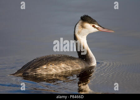 Great Crested Grebe winter plumage; Fuut winterkleed Stock Photo - Alamy