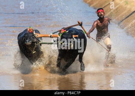 The image of Kambala festival buffalo race in Mangalore, India Stock ...