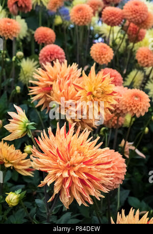 Dahlia 'Striped vulcan' flower. Cactus Dahlia Stock Photo - Alamy