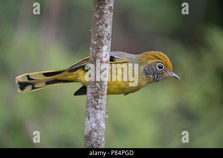 Bar-throated Minla Bar-throated Siva Chestnut-tailed Siva Minla ...
