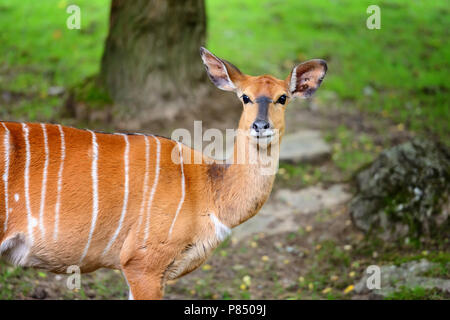Female Lowland Nyala deer antelope in grass looking our from behind ...