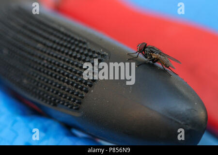 Common fly, urban disease vector pest. Musca Domestica belongs to the ...