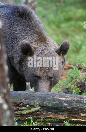 Bruine Beer in een Fins bos; Brown Bear in a Finnish forest Stock Photo ...