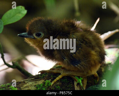 brown mesite (Mesitornis unicolor), juvenile, Madagascar Stock Photo ...