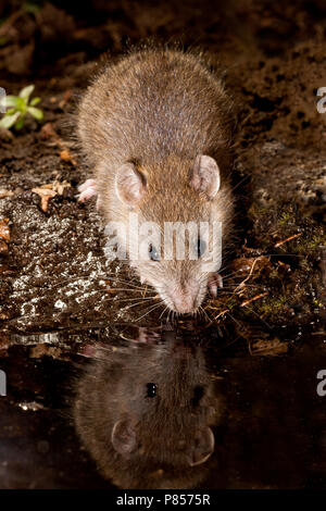 Brown Rat (Rattus norvegicus). Drinking water from a bowl on an aviary ...