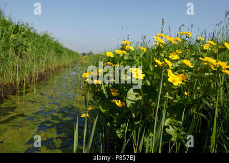Sloot met bloeiende Dotterbloemen Nederland, Ditch with flowering Marsh ...