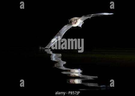 Watervleermuis op jacht; Daubenton's Bat hunting Stock Photo - Alamy