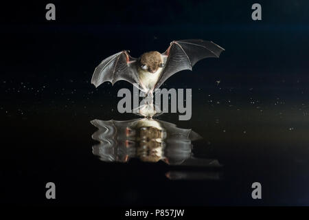 Watervleermuis op jacht; Daubenton's Bat hunting Stock Photo - Alamy