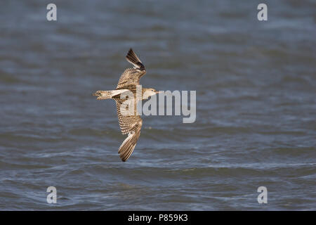 Vliegende Wulp; Flying Eurasian Curlew Stock Photo - Alamy