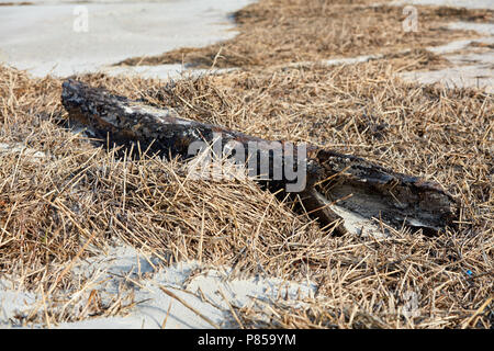 Washed up log lying on tropical beach, Surin beach, Phuket, Thailand ...